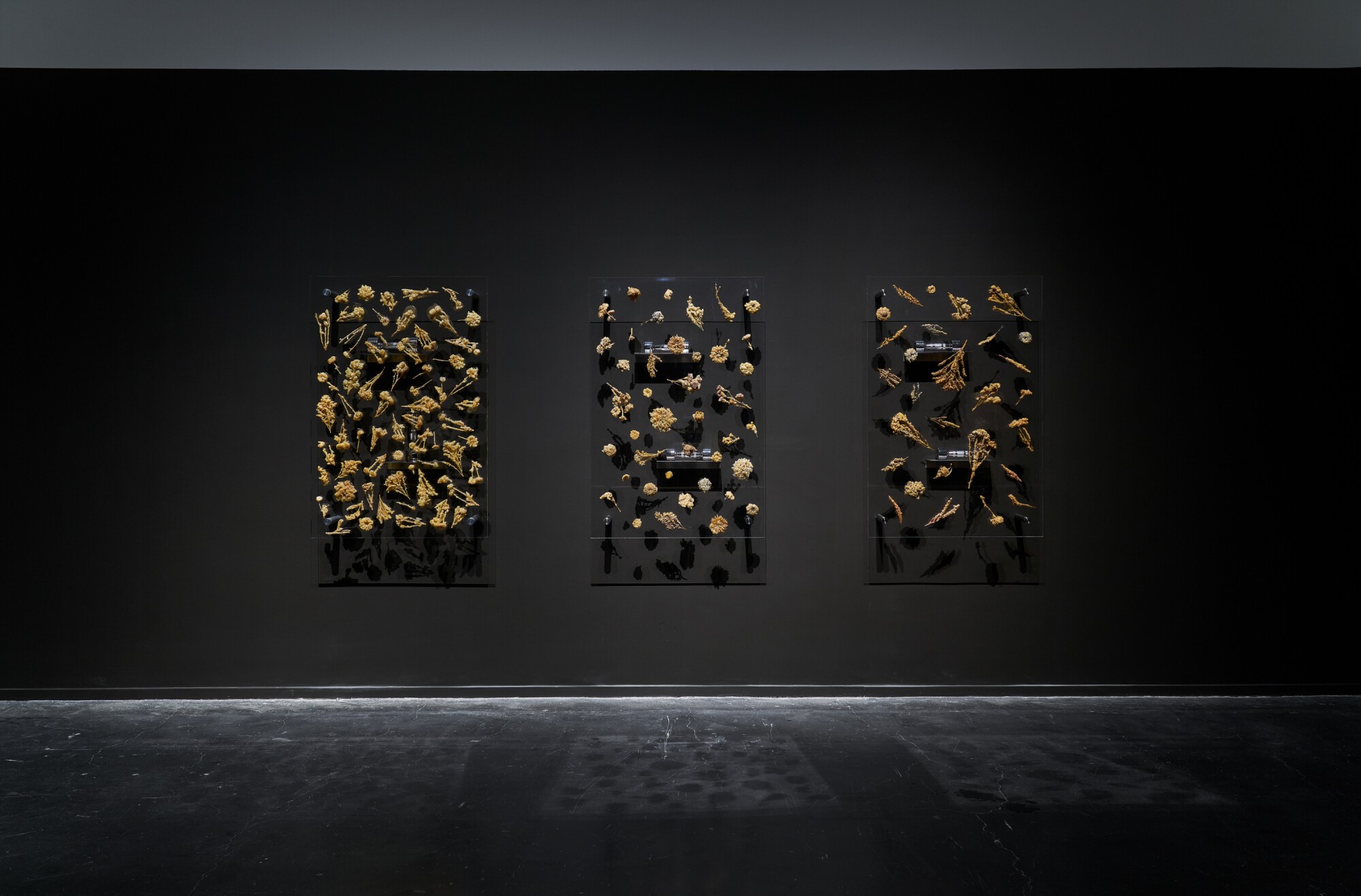 Anicka Yi: There Exists Another Evolution, But In This One | UCCA ...